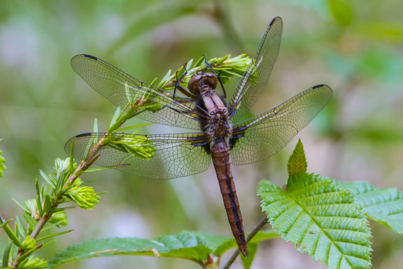EN CHASSANT LA LIBELLULE par Christian Autotte - Chevreuil.net | Chasse ...