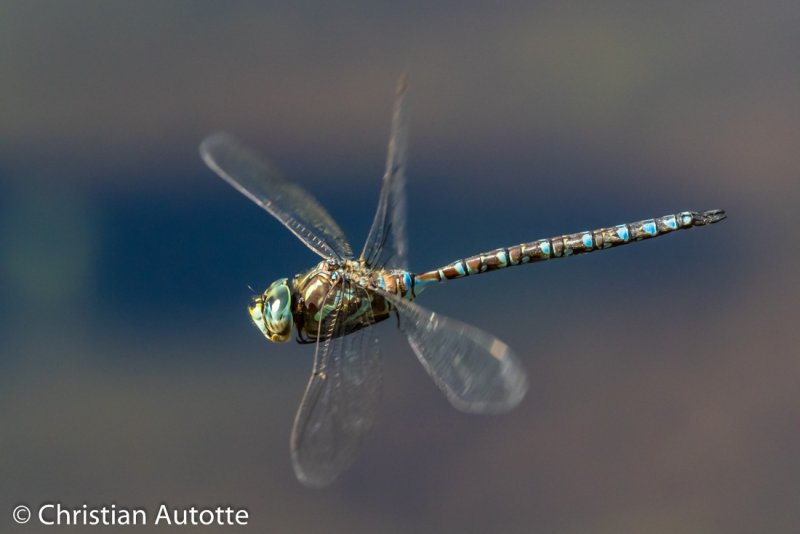 EN CHASSANT LA LIBELLULE par Christian Autotte - Chevreuil.net | Chasse ...