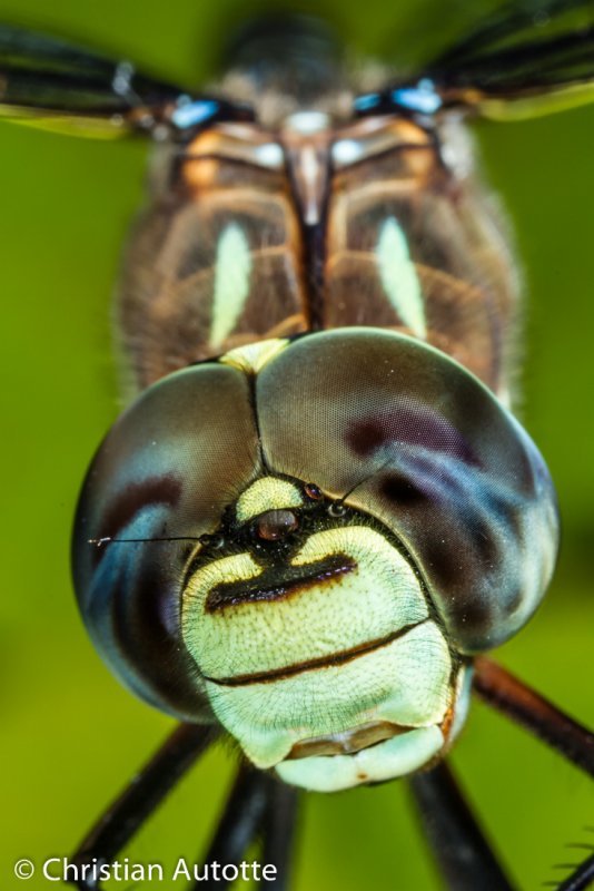 EN CHASSANT LA LIBELLULE par Christian Autotte - Chevreuil.net | Chasse ...